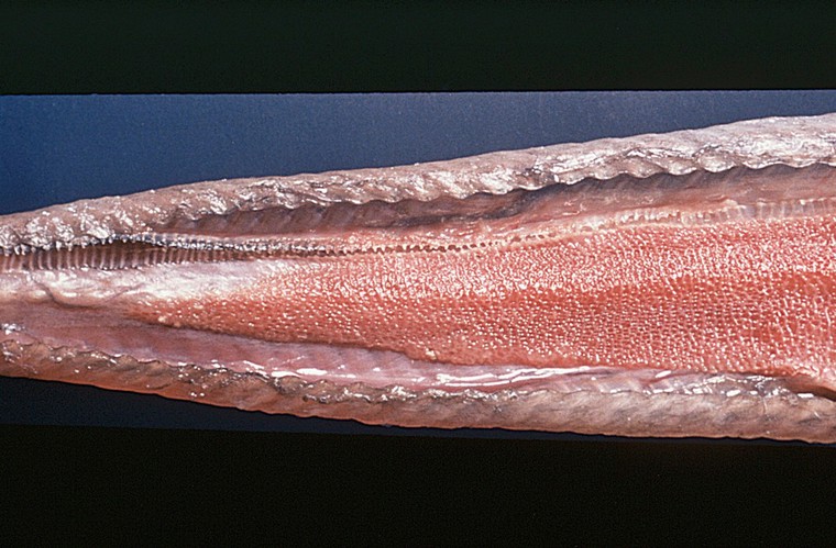 Interior of a snake's lung (post-mortem). | Wellcome Collection