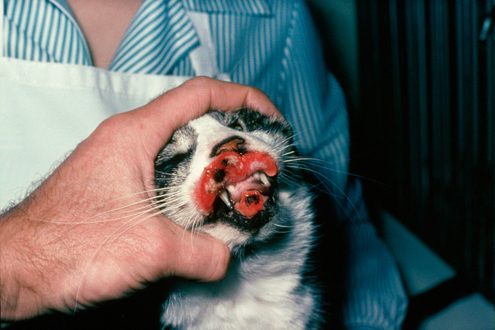 Rodent Ulcer In Cats (AKA OMG Why Does Your Cat's Mouth, 60% OFF