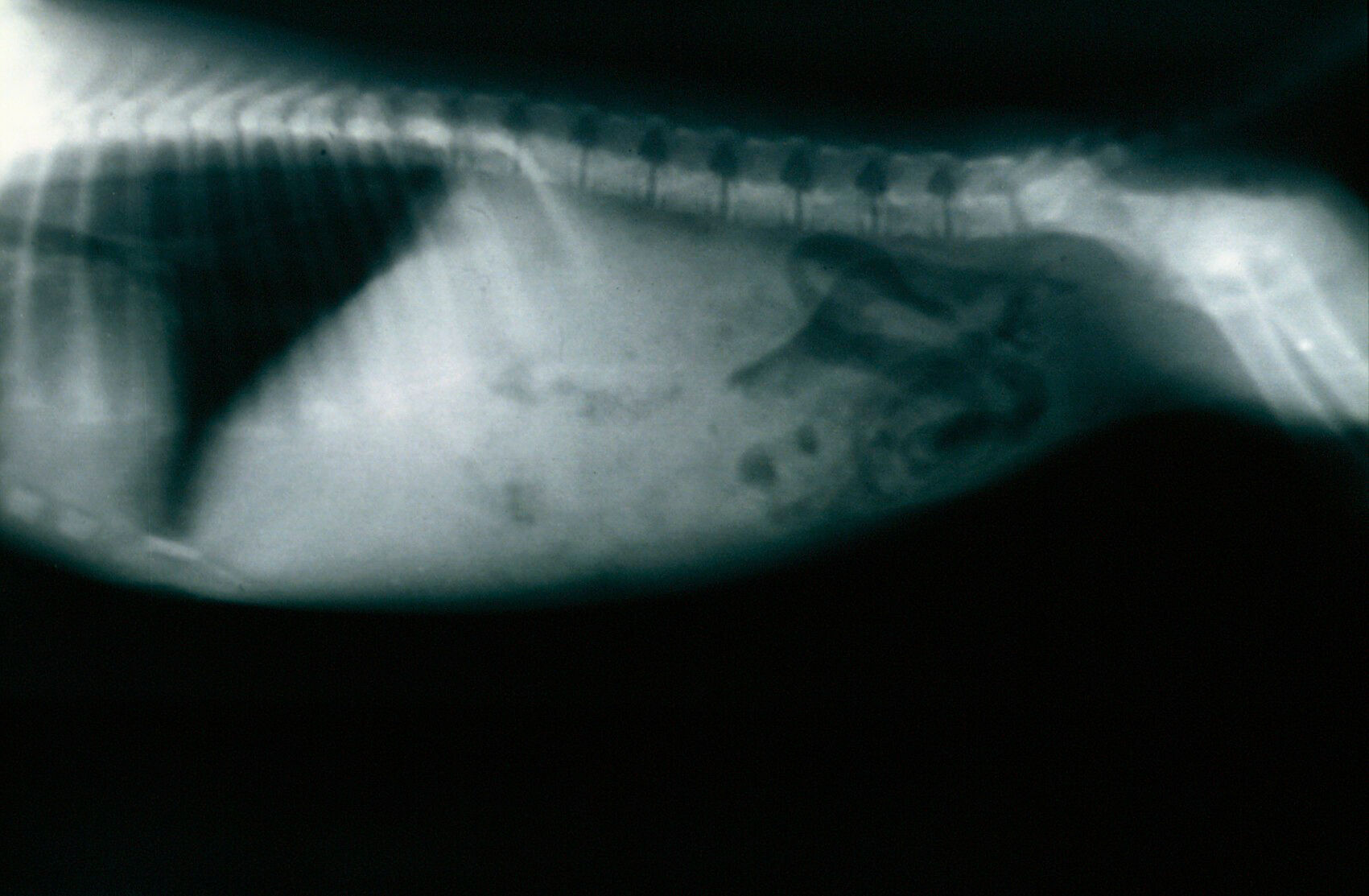 Radiograph: normal puppy abdomen | Wellcome Collection
