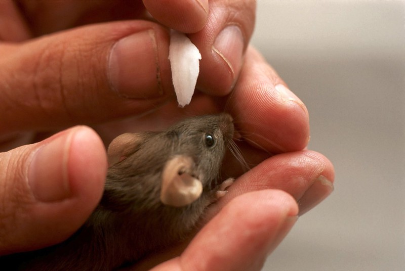Mouse health check | Wellcome Collection