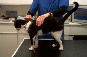 Cat health check | Wellcome Collection
