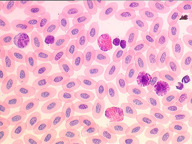 Avian blood | Wellcome Collection