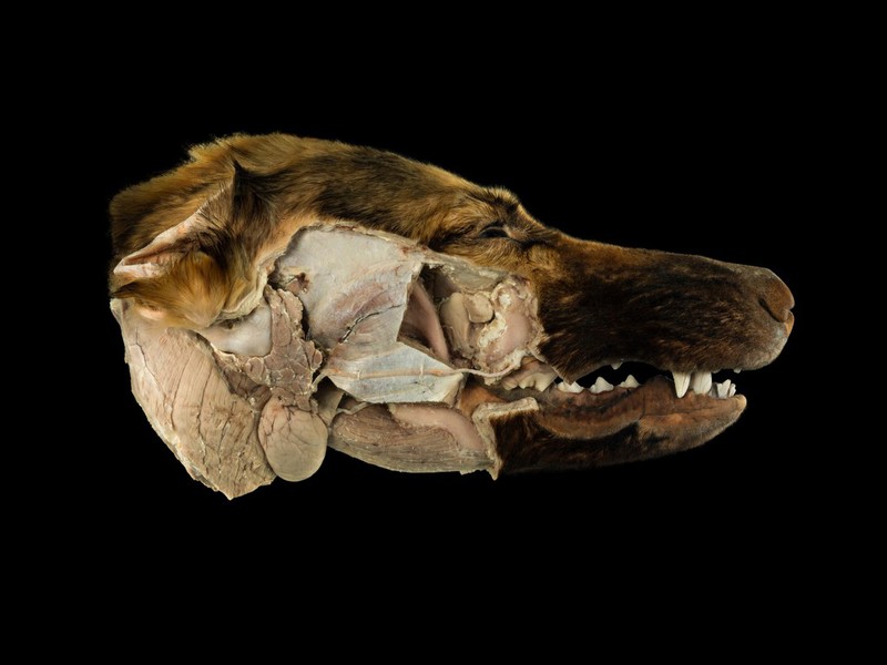 Canine head, dissected to reveal the salivary glands | Wellcome Collection