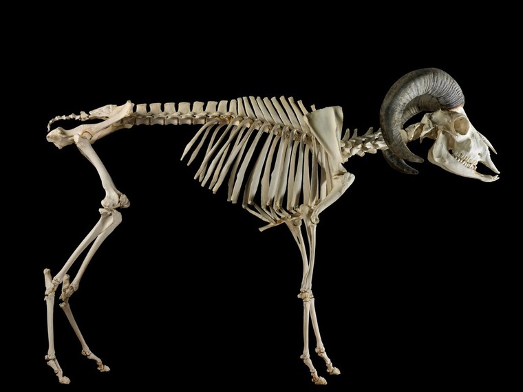 Skeleton (side view), adult goat | Wellcome Collection