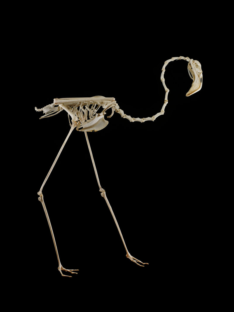Complete skeleton of a flamingo (Phoenicopteridae). Flamingos are tall ...