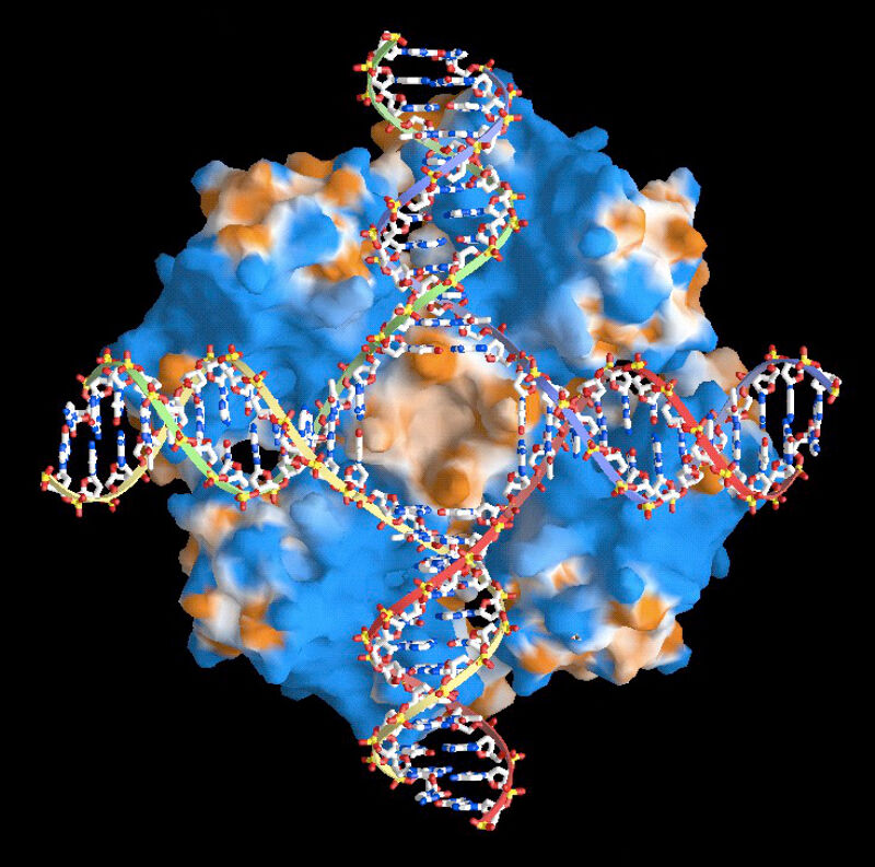 RuvA protein bound to Holliday junction | Wellcome Collection
