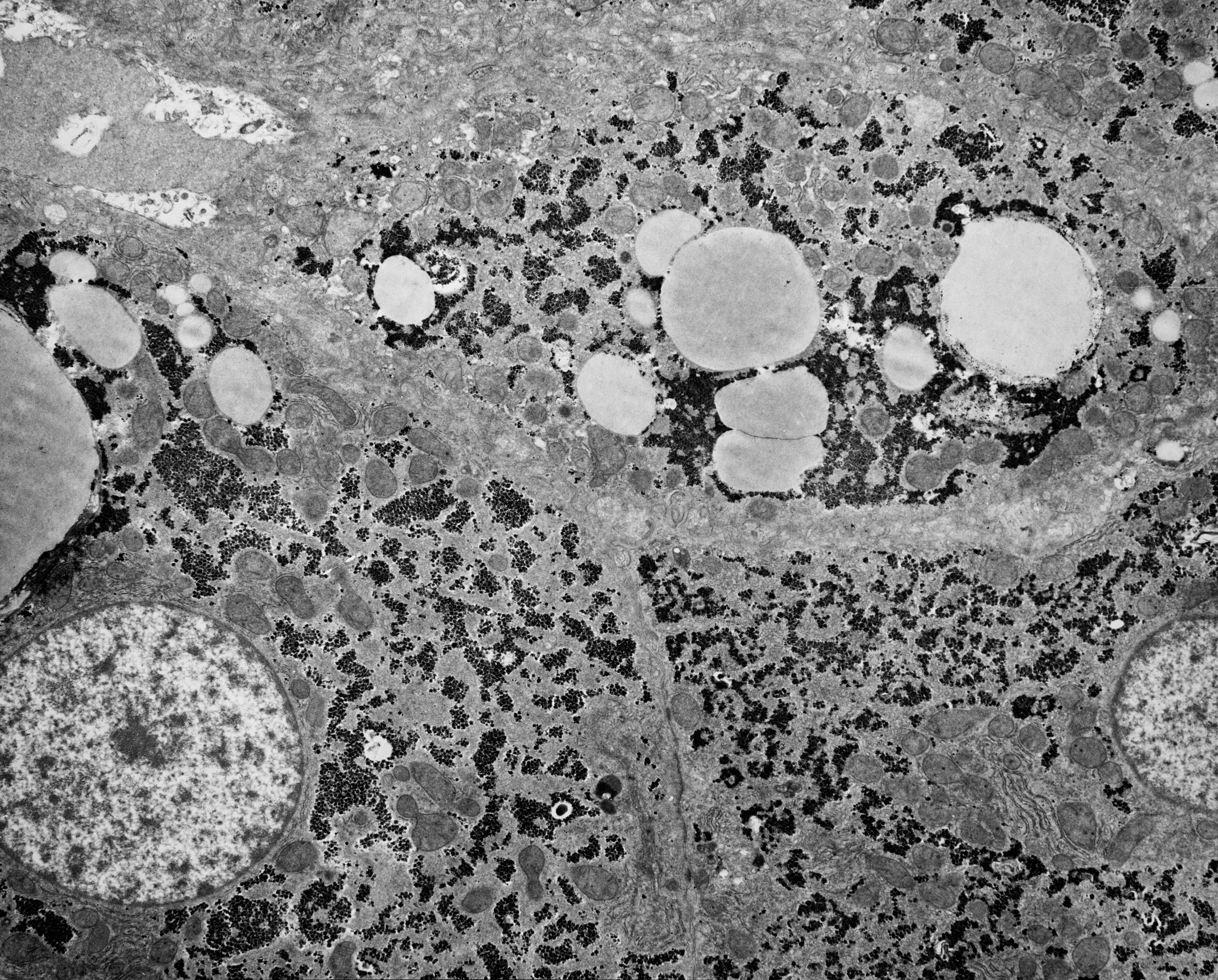 Cytoplasm Black And White