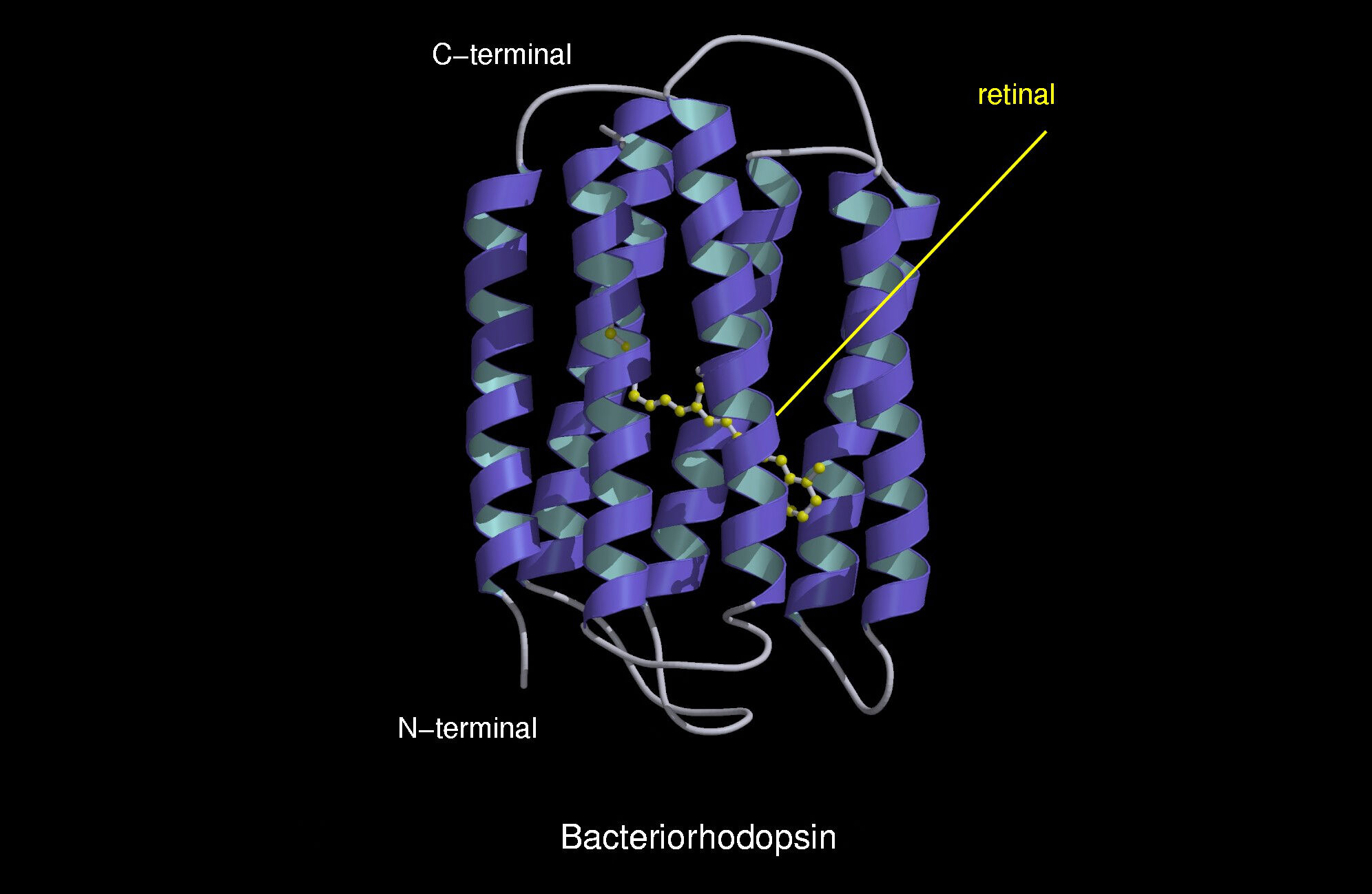 Bacteriorhodopsin, molecular model | Wellcome Collection