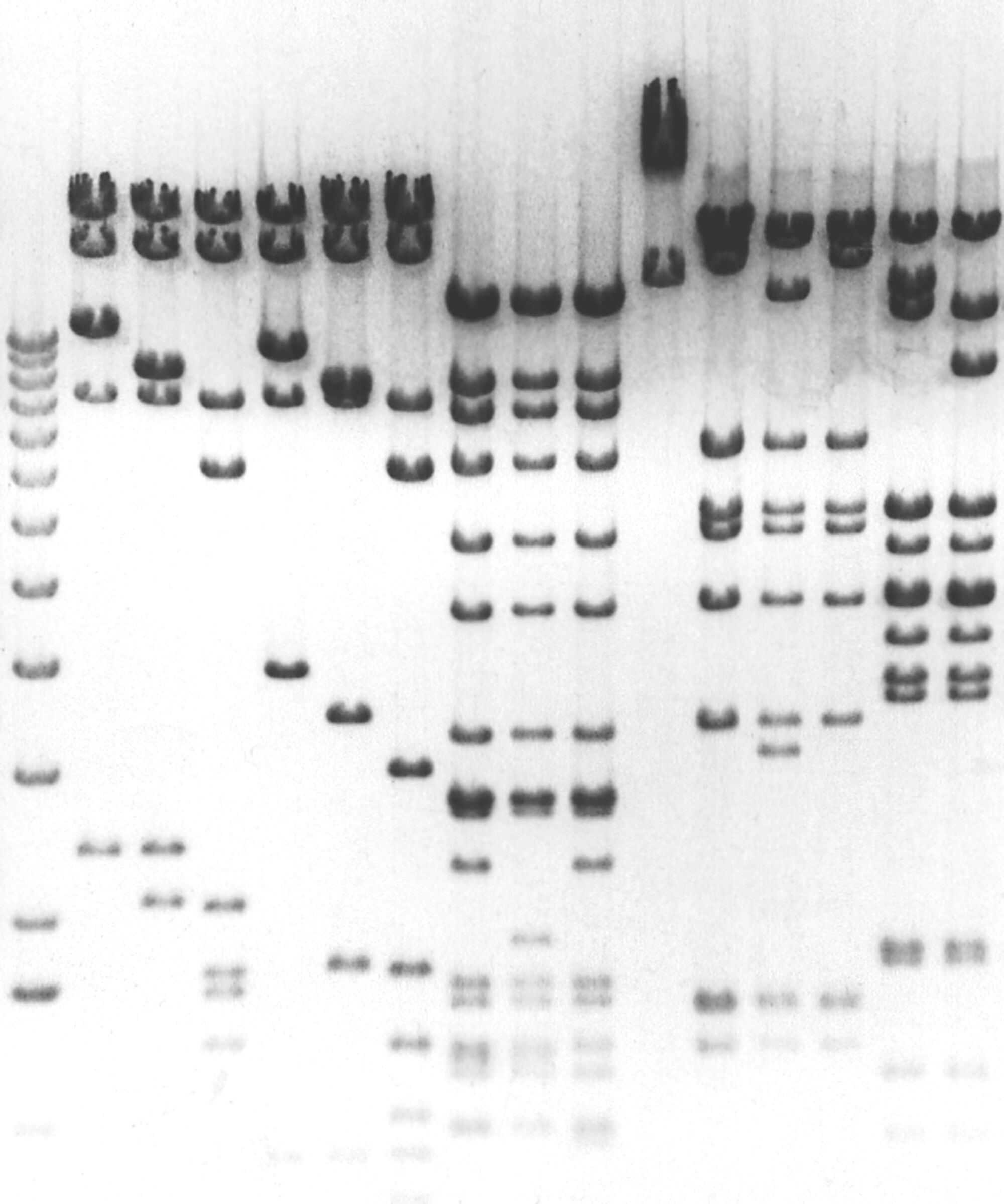 Separation of DNA fragments by electrophoresis through an agarose gel ...