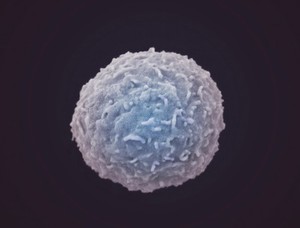 Human white blood cell | Wellcome Collection