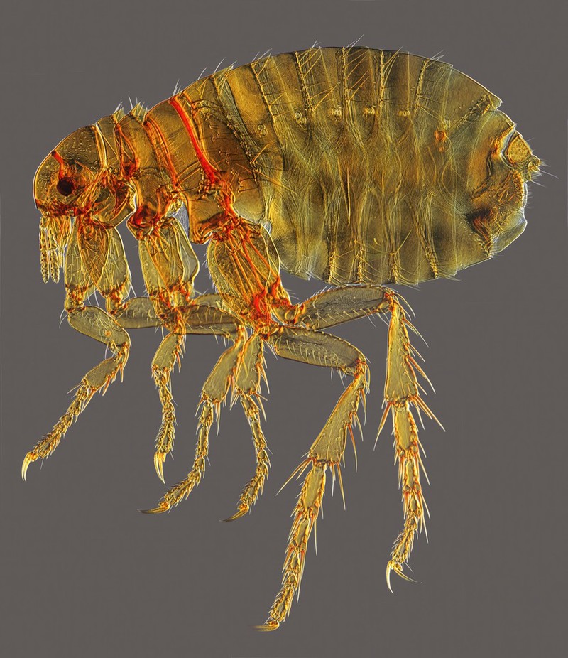 Female human flea, Pulex irritans | Wellcome Collection