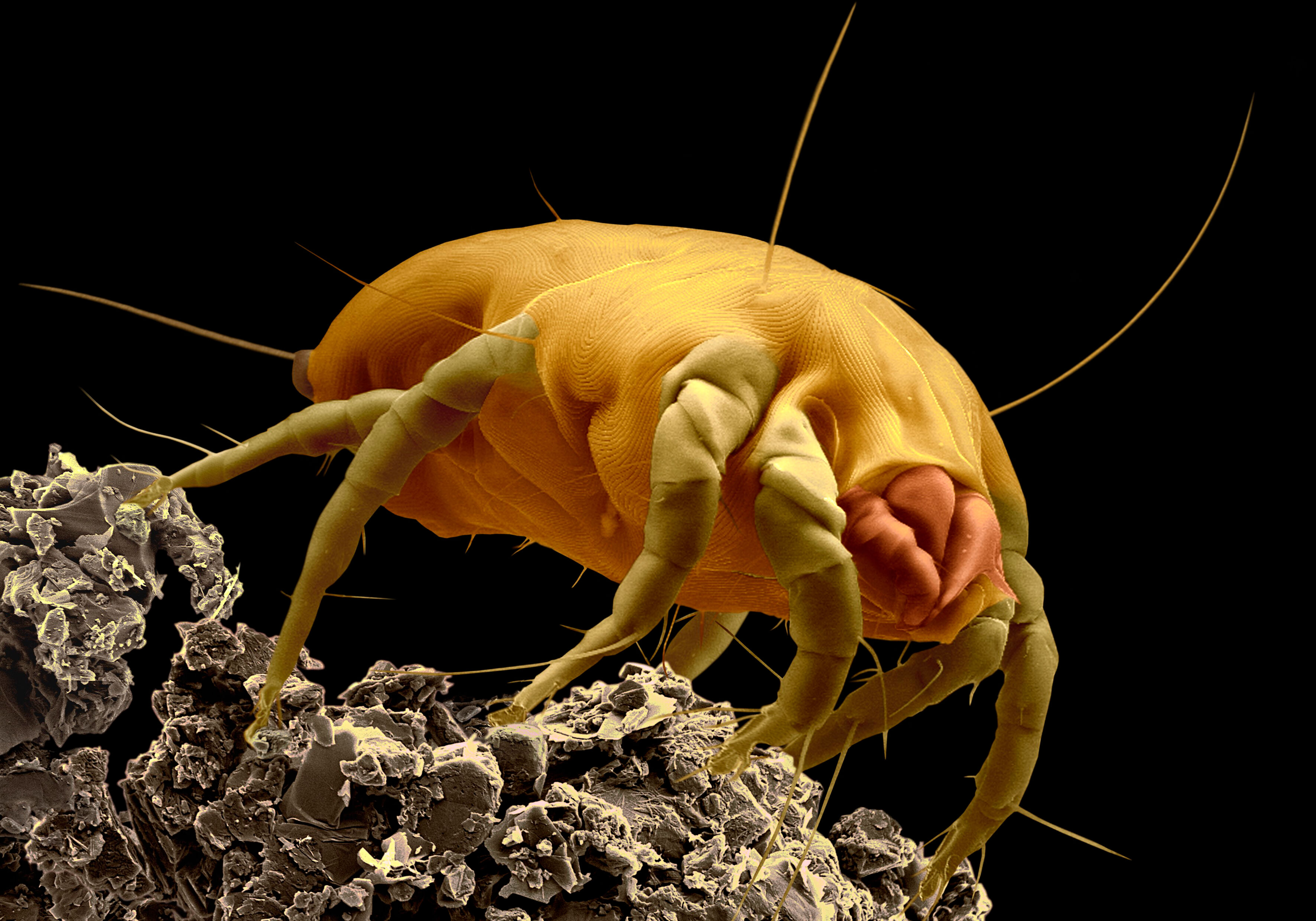 Dust Mites Size