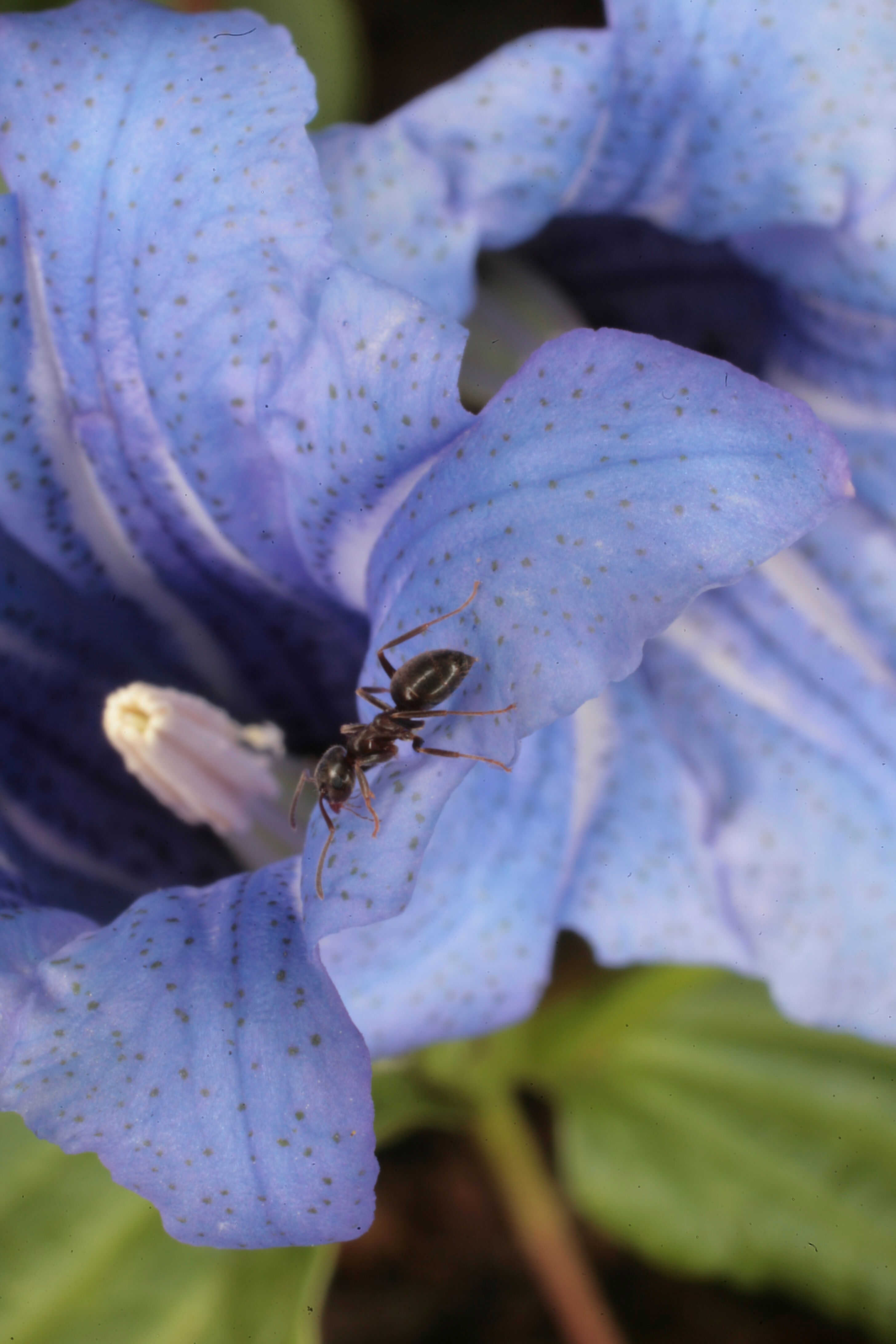 Gentiana asclepiadea L. Gentianaceae. Gentian. Perennial herb ...
