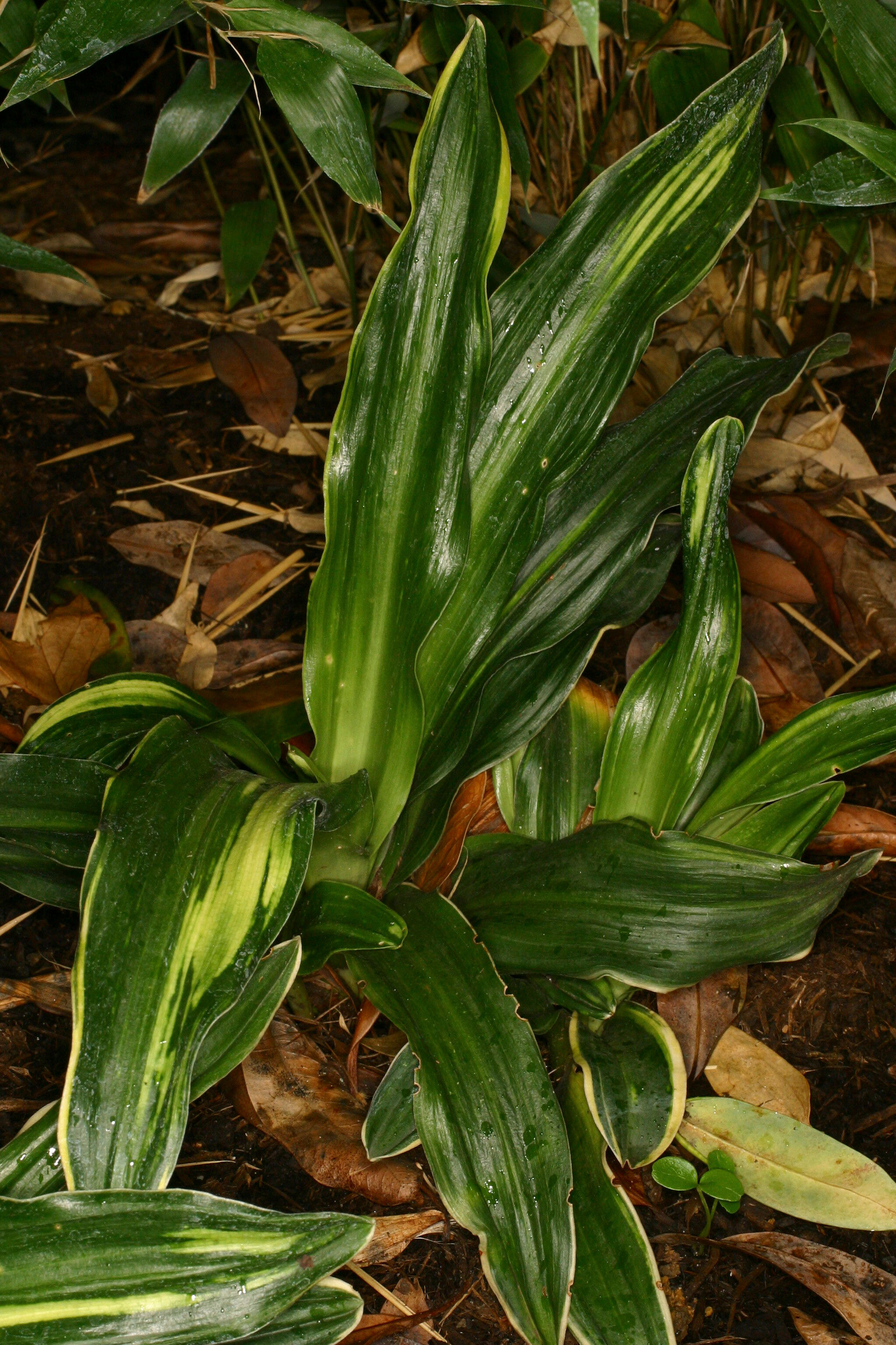 Rohdea japonica Roth Convallariaceae Distribution: Japan. It is a ...