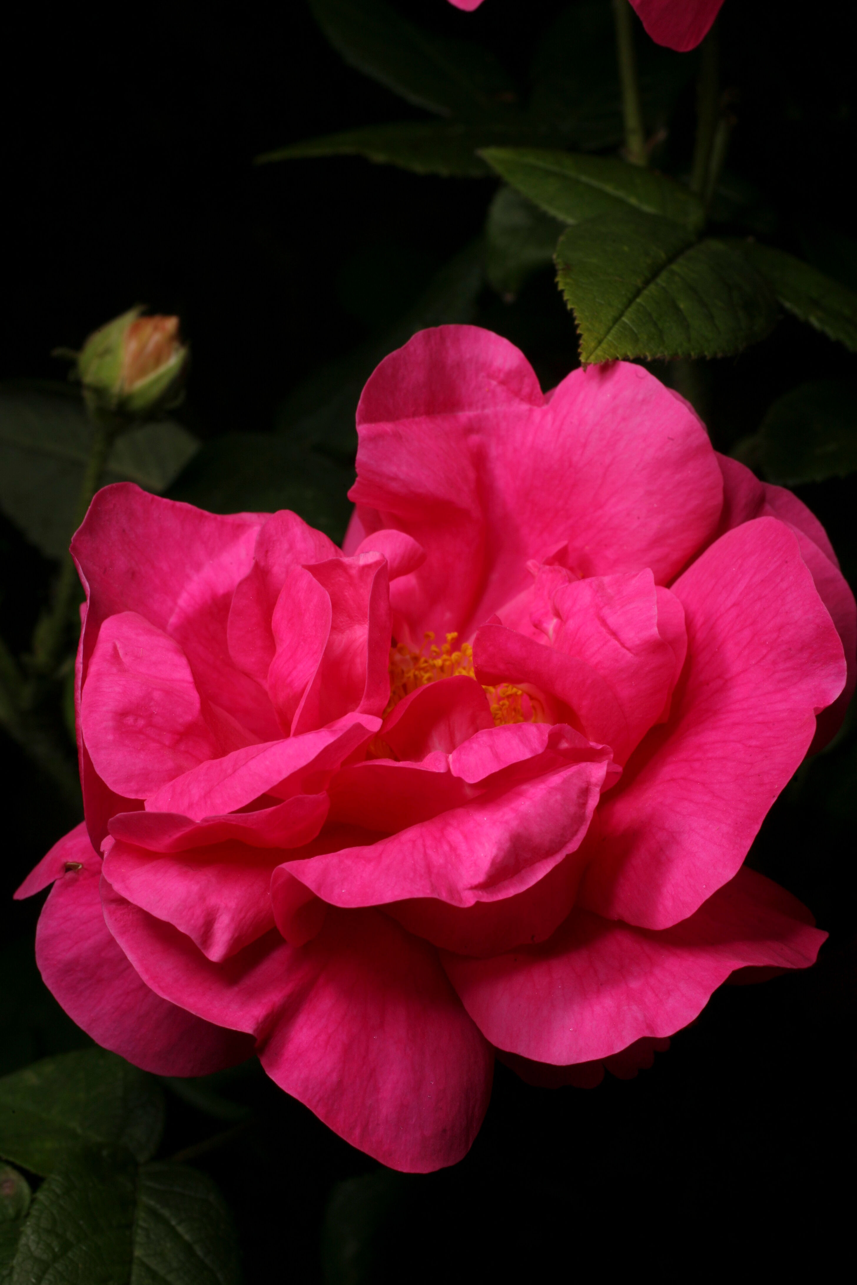 Rosa gallica L. Rosaceae Distribution: S & C Europe, Western Asia ...