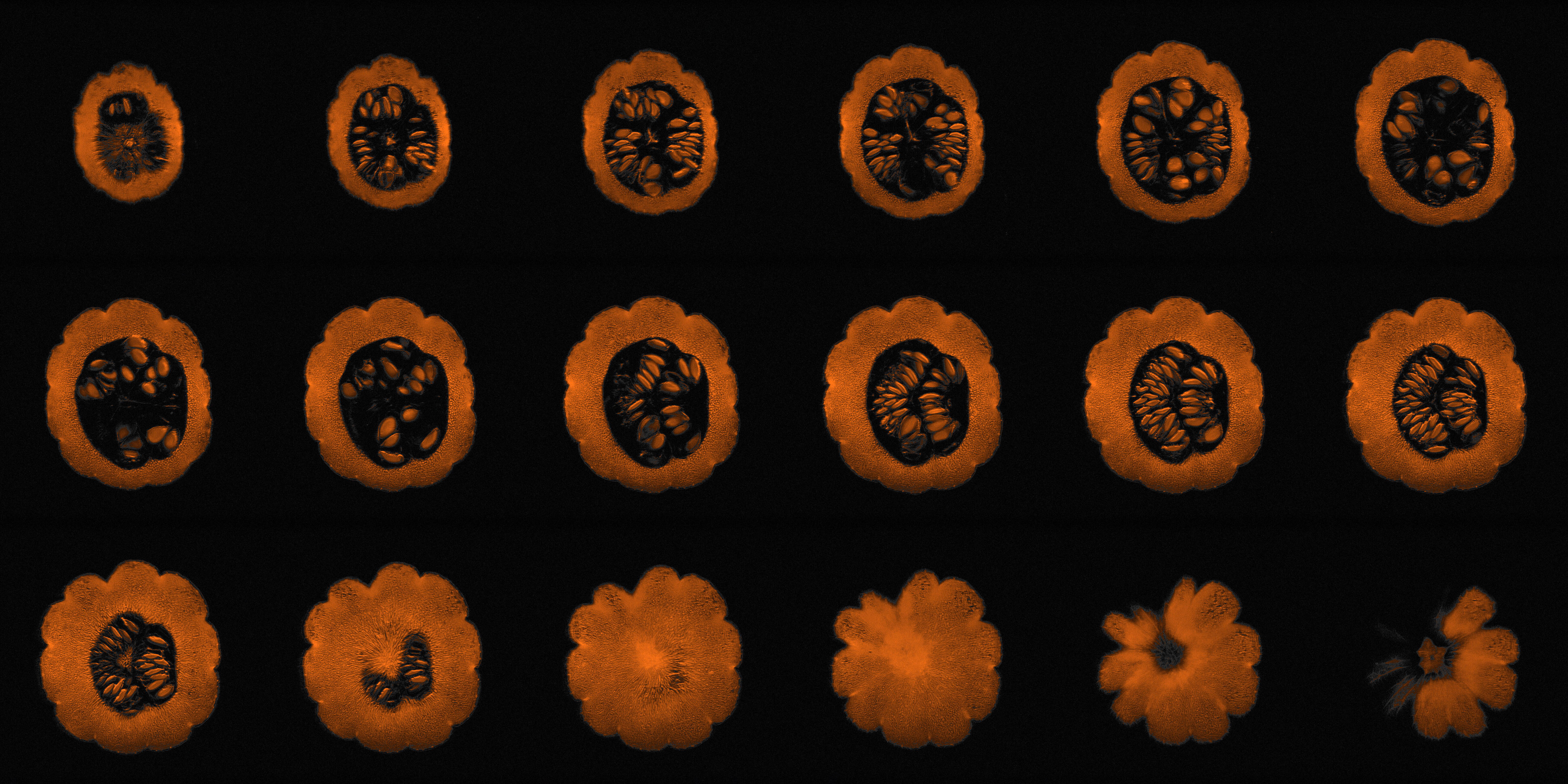 Pumpkin, axial view, MRI | Wellcome Collection