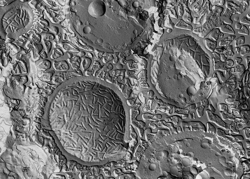 Yeast cells plasma membrane, Freeze fracture and etching TEM | Wellcome ...