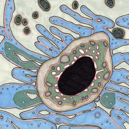 Podocyte, illustration | Wellcome Collection