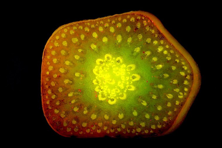 Banana Stem Cross Section | Wellcome Collection