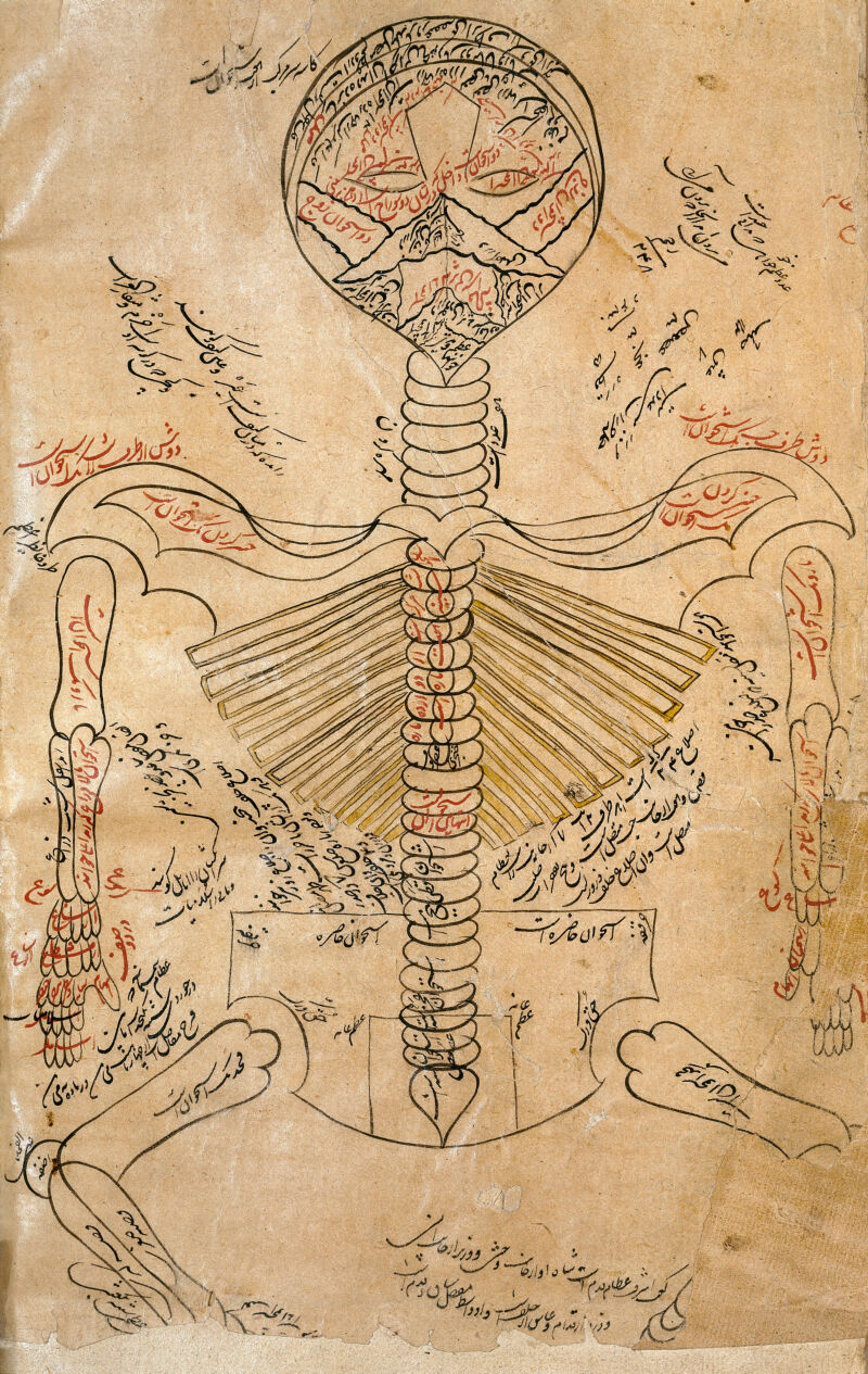 Skeleton system., Avicenna, Canon of Medicine | Wellcome Collection
