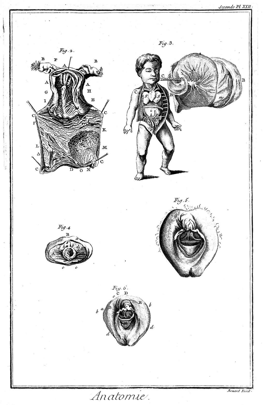Female generative organs | Wellcome Collection