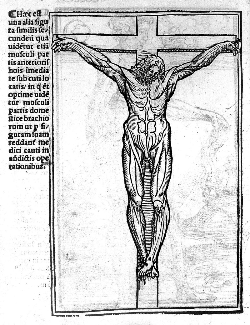 Crucified male with musculature delineated - Berengarius 1521 ...
