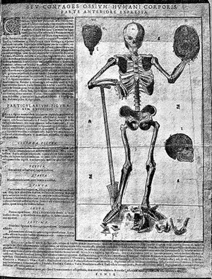 The human skeleton; 1493 | Wellcome Collection