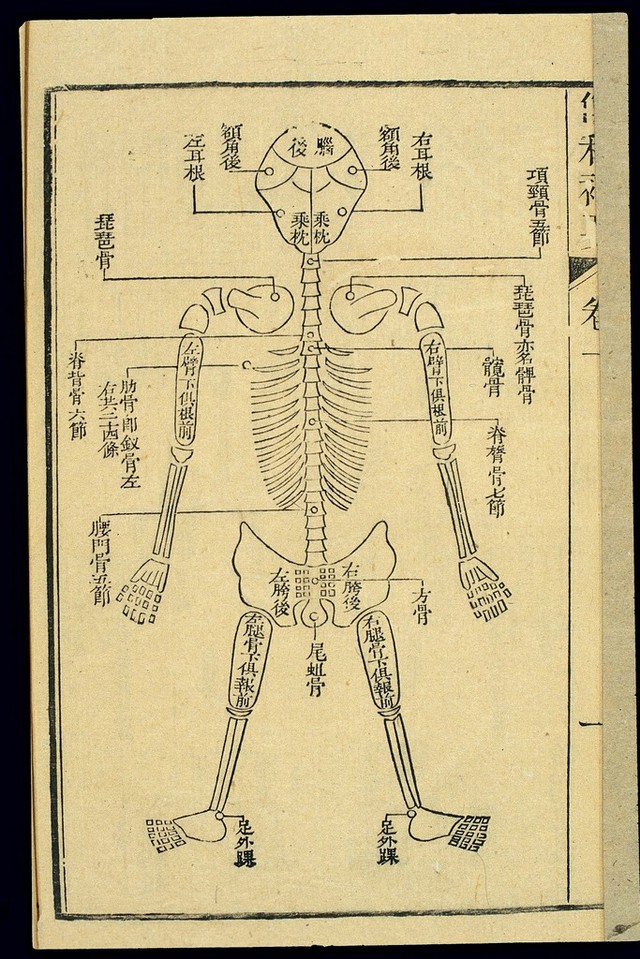 Chinese C19 woodcut: Forensic chart of the skeleton (back) | Wellcome ...