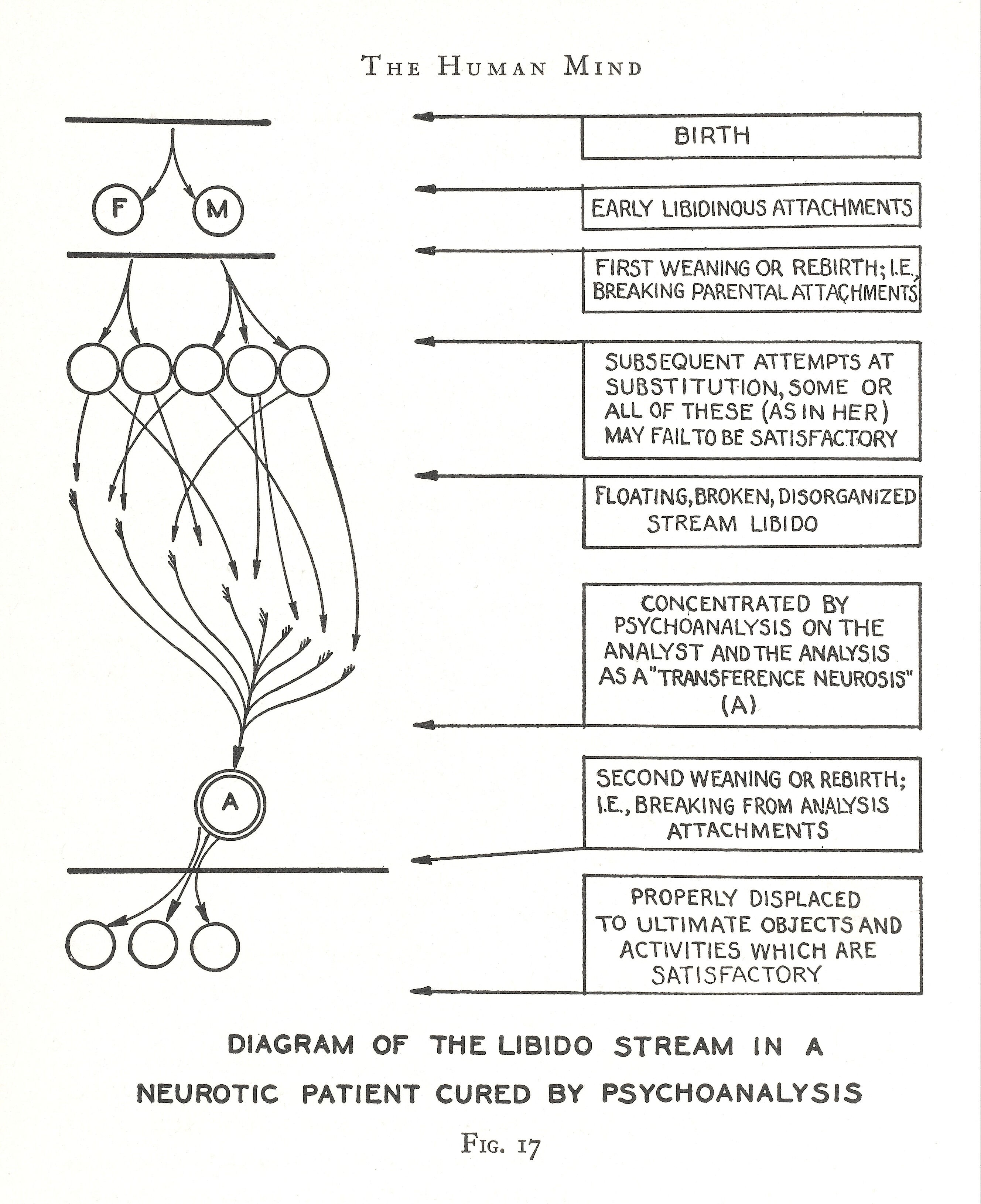 Diagram of the libido stream in a neurotic patient cured by ...