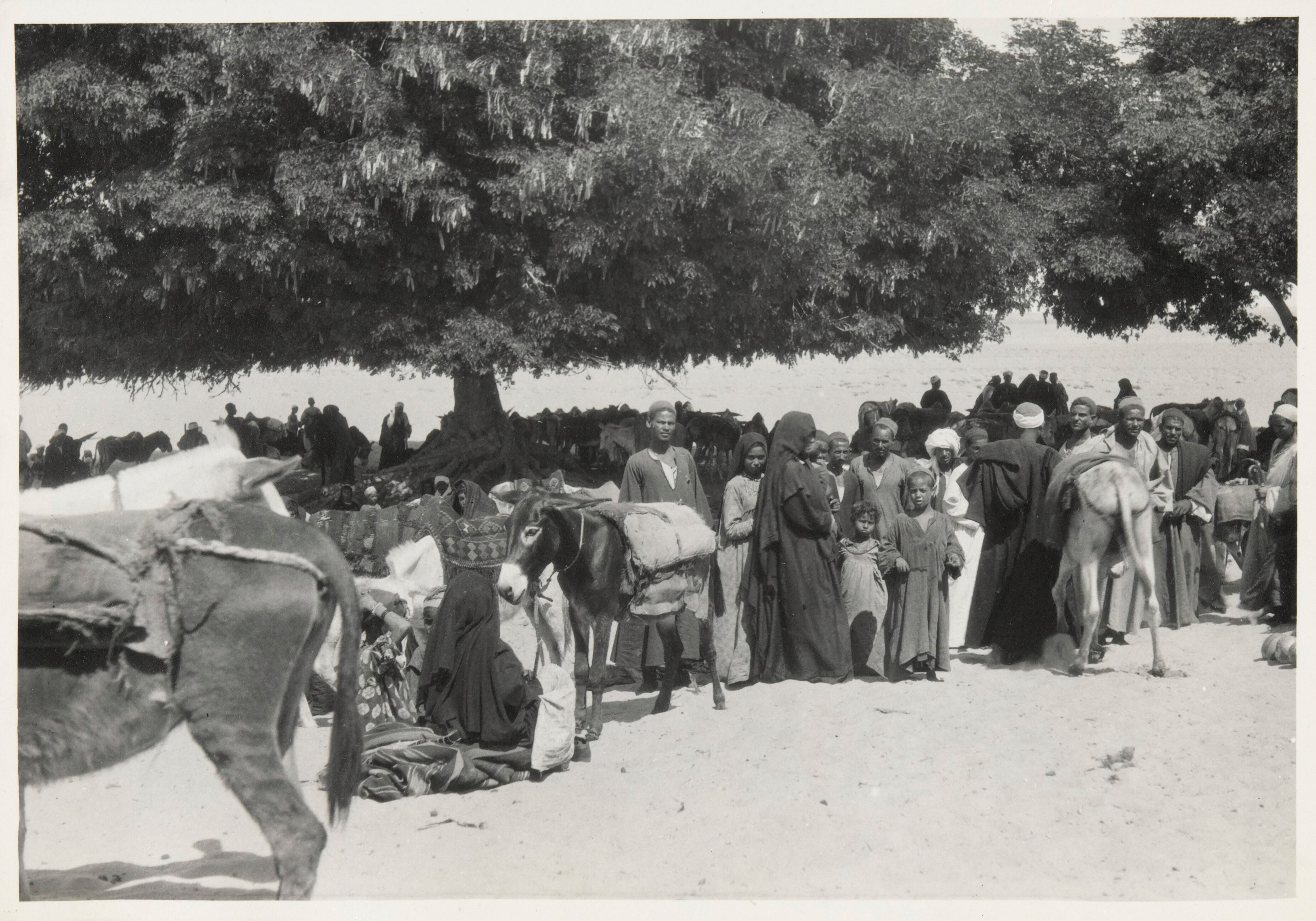 Bani Suef, Egypt: sacred trees near tomb of Sheikh Abu Hashīma, near El ...