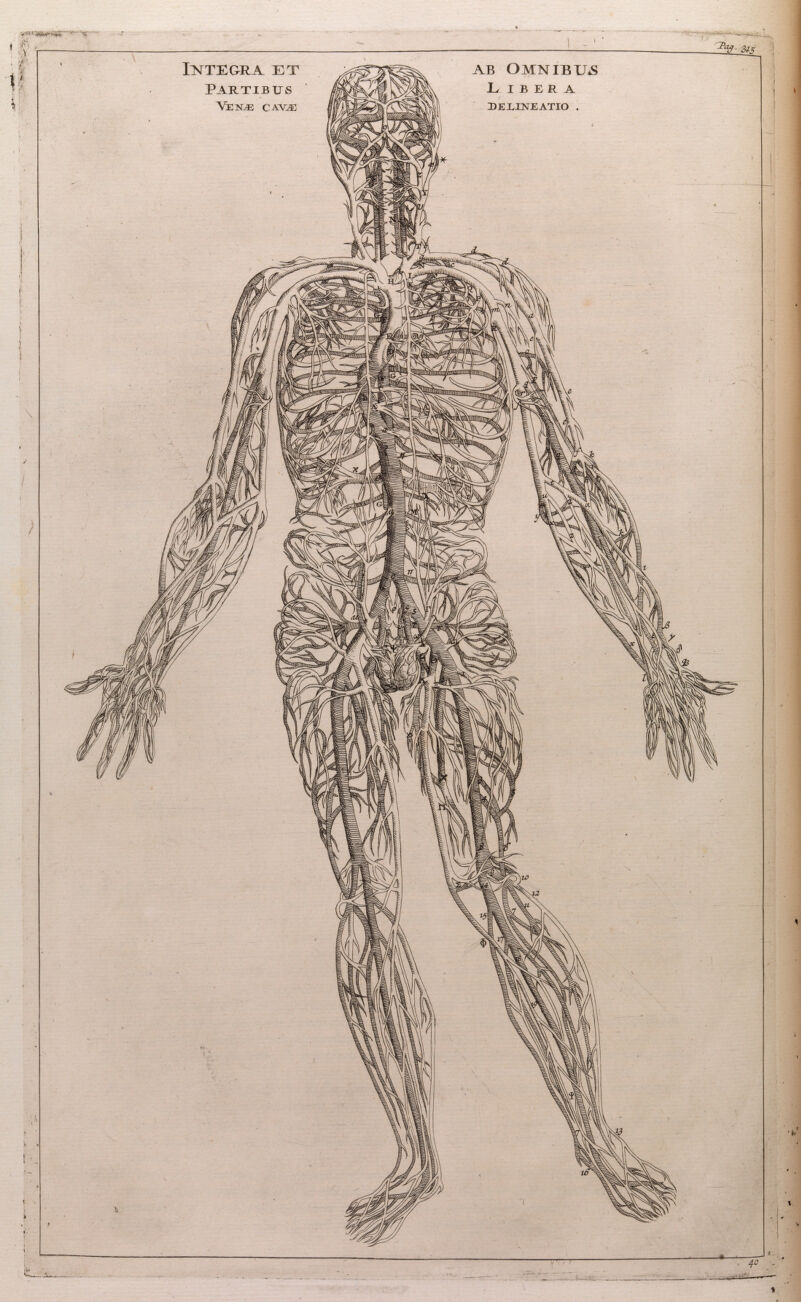The Veins In A Human Body Wellcome Collection The Veins In A Human Body Wellcome Collection