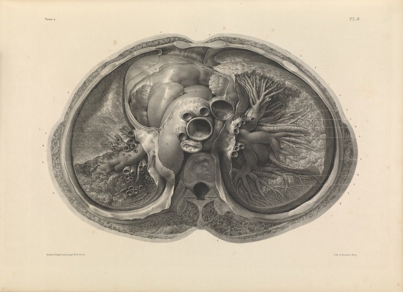 Pl. 8. Cross section of the heart and lungs. | Wellcome Collection