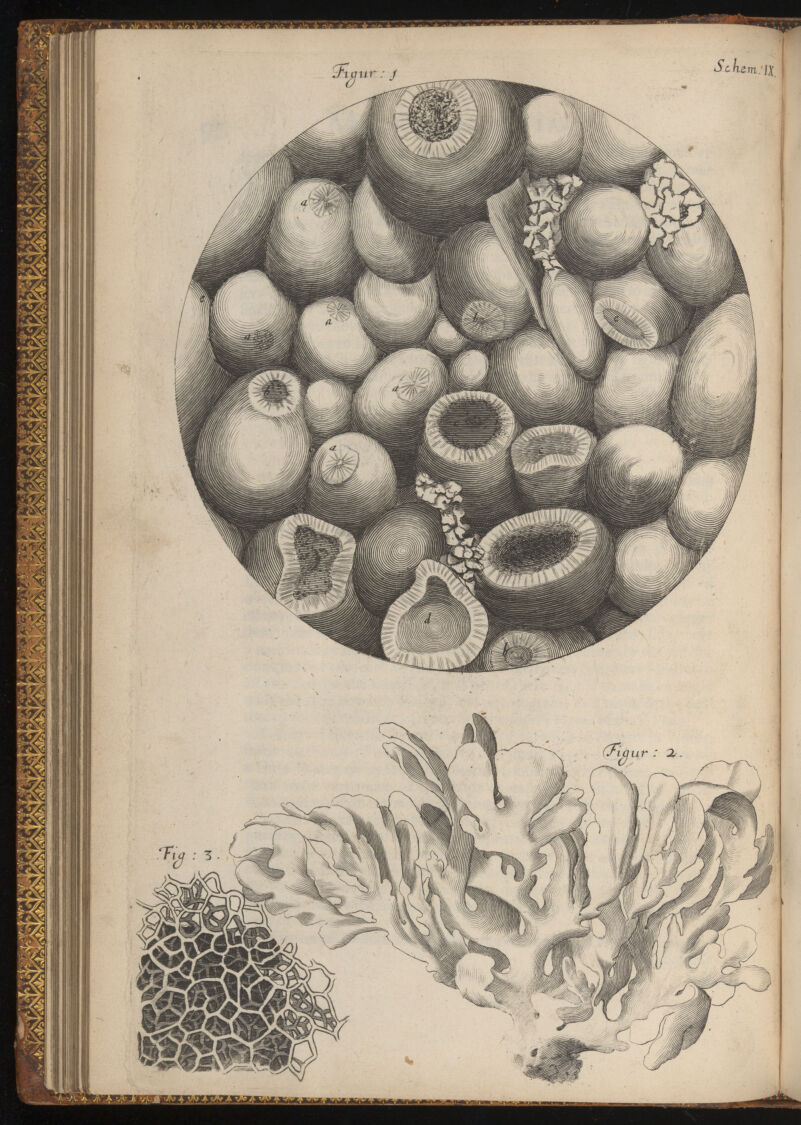 Engraving from Micrographia, 1665, by Robert Hooke. | Wellcome Collection