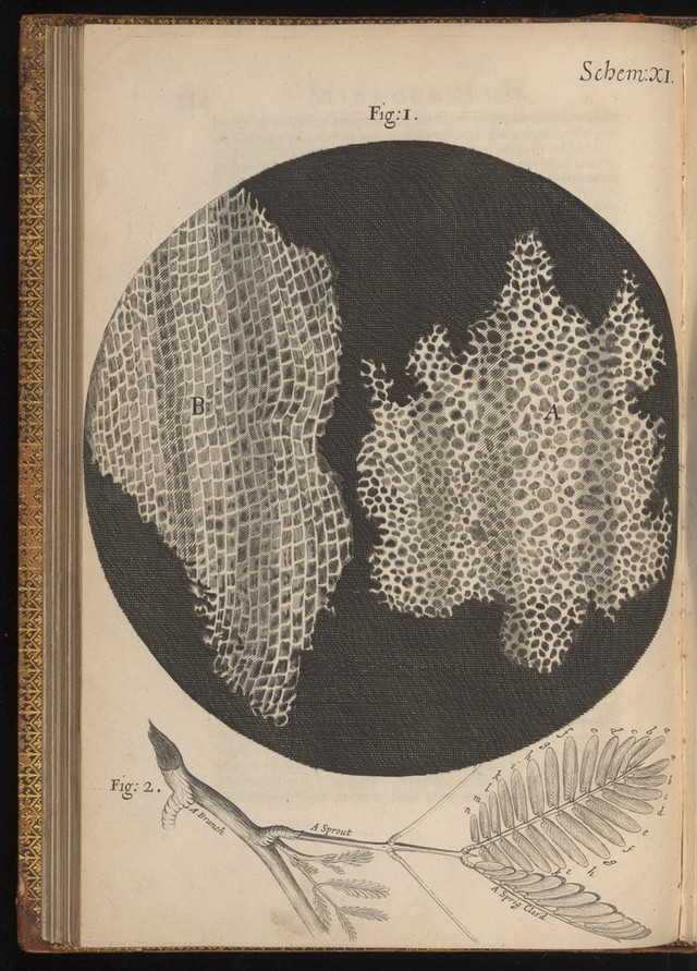 Engraving from Micrographia, 1665, by Robert Hooke. | Wellcome Collection