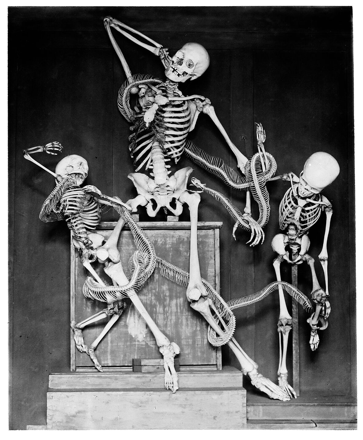 M0001080: Skeletal representation of the sculpture of Laocoon and his ...