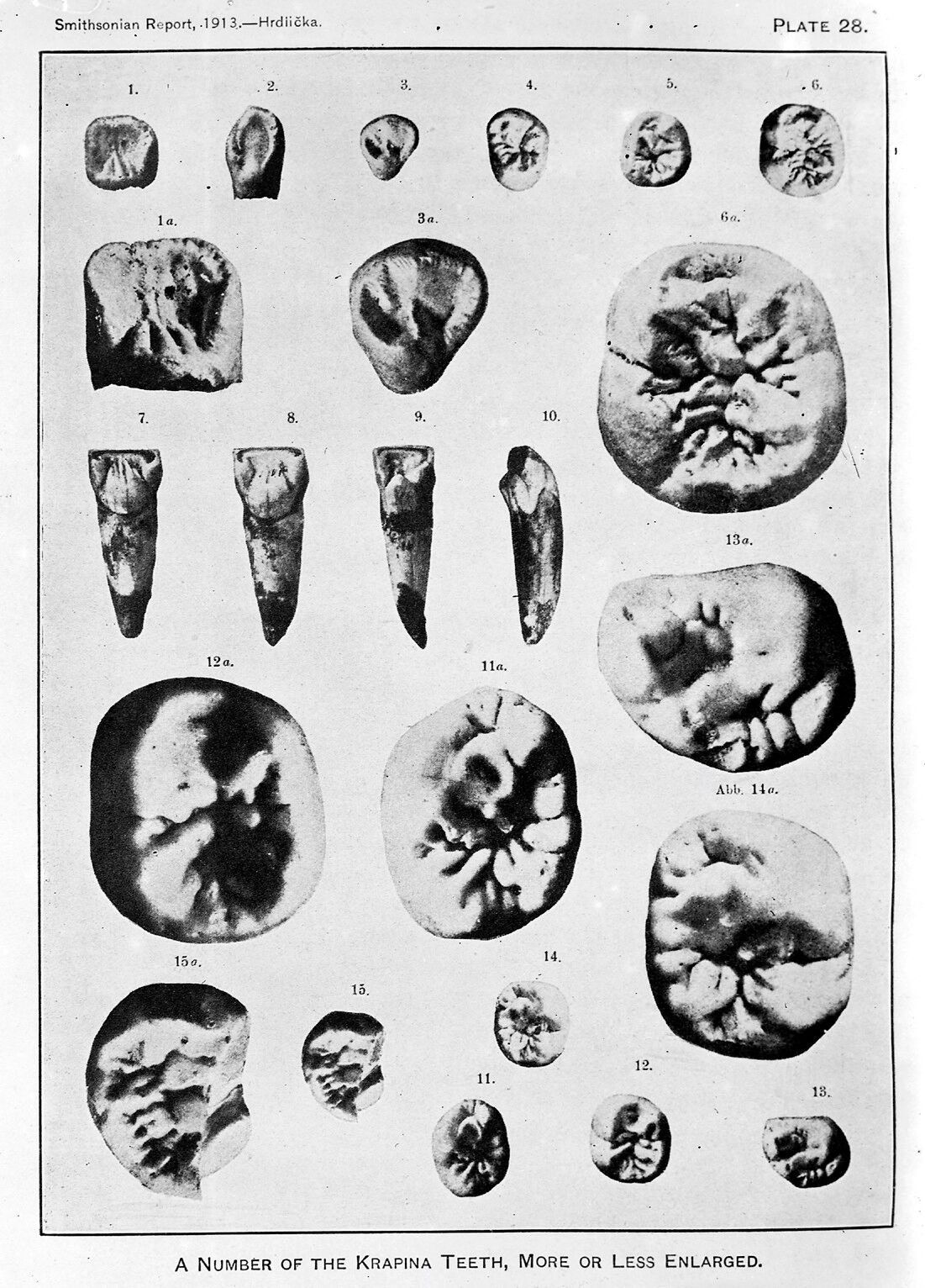 A number of the Krapina teeth, more or less enlarged. | Wellcome Collection