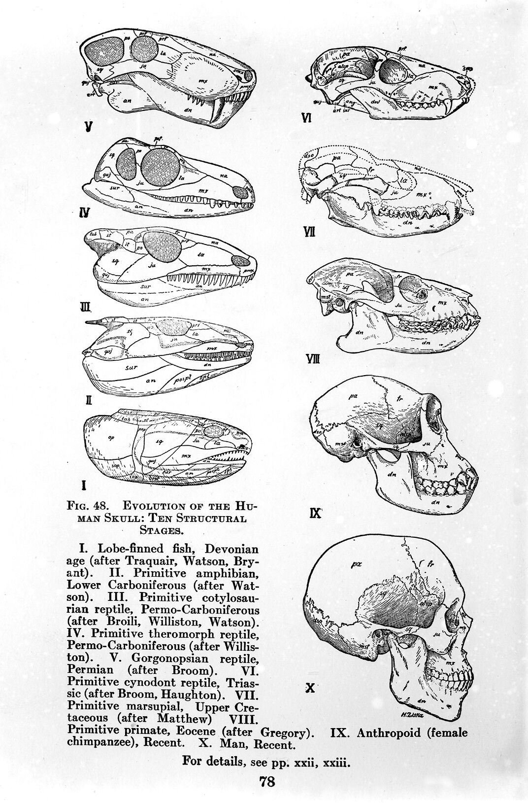 The evolution of the human skull: ten structural stages. Figure 48 ...