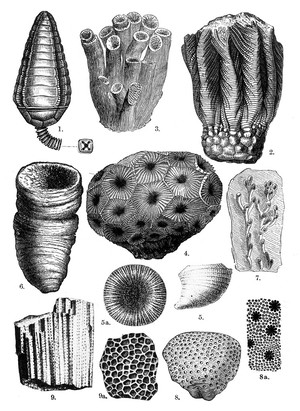 Middle Devonian, example of typical forms of life. | Wellcome Collection
