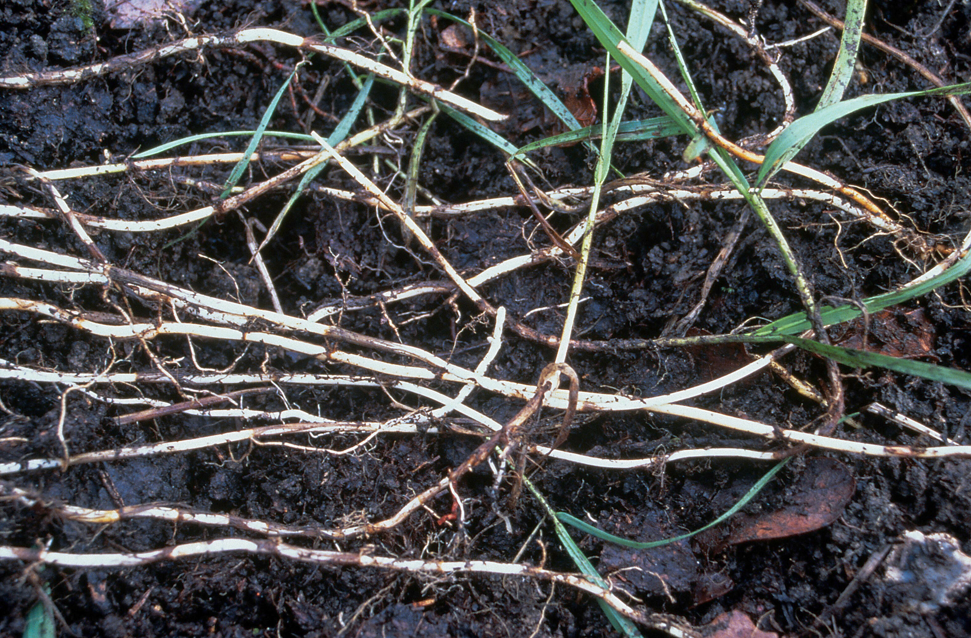 Agropyron repens (Couchgrass) | Wellcome Collection