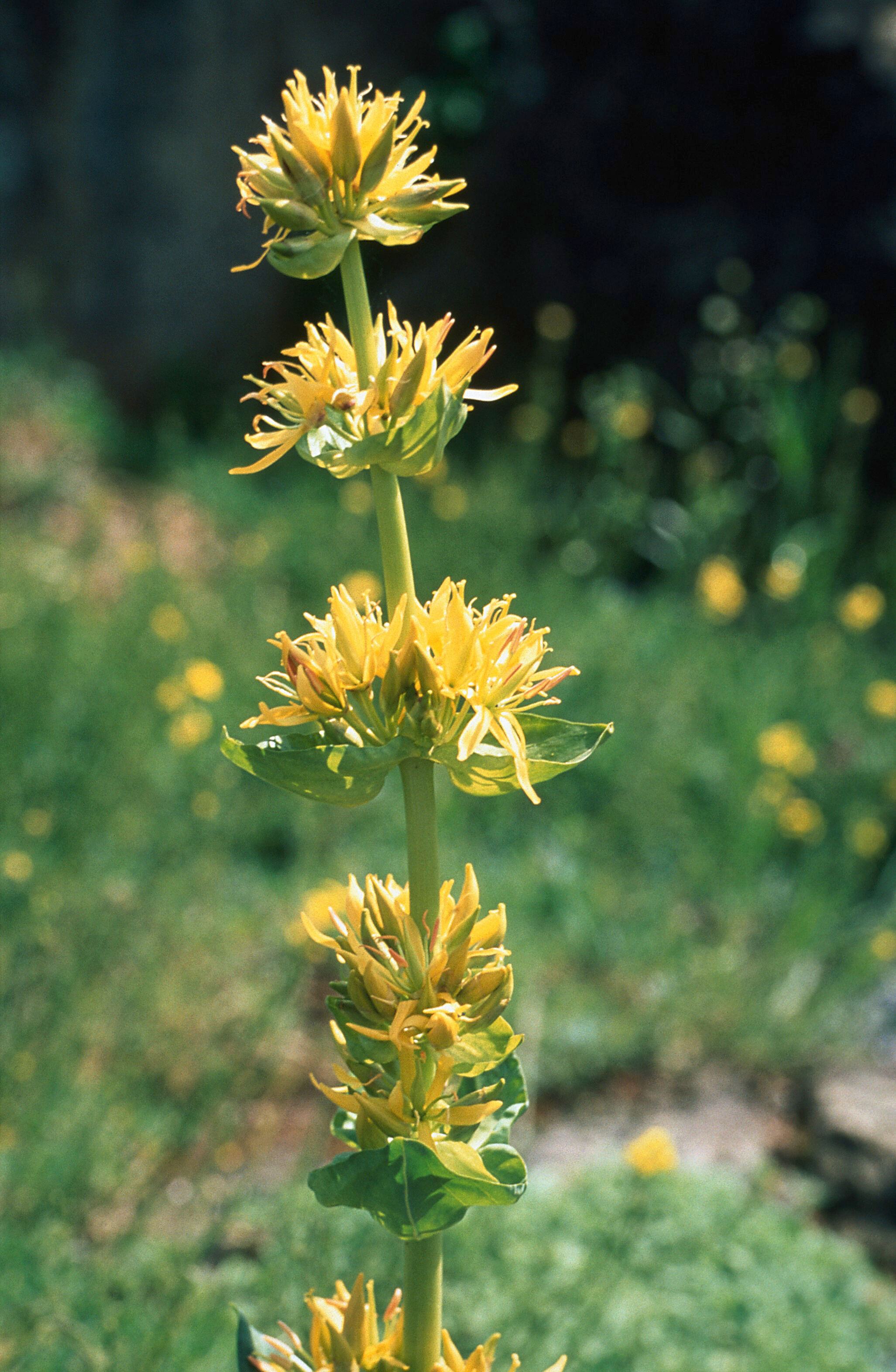 Gentiana lutea (Great yellow gentian) | Wellcome Collection