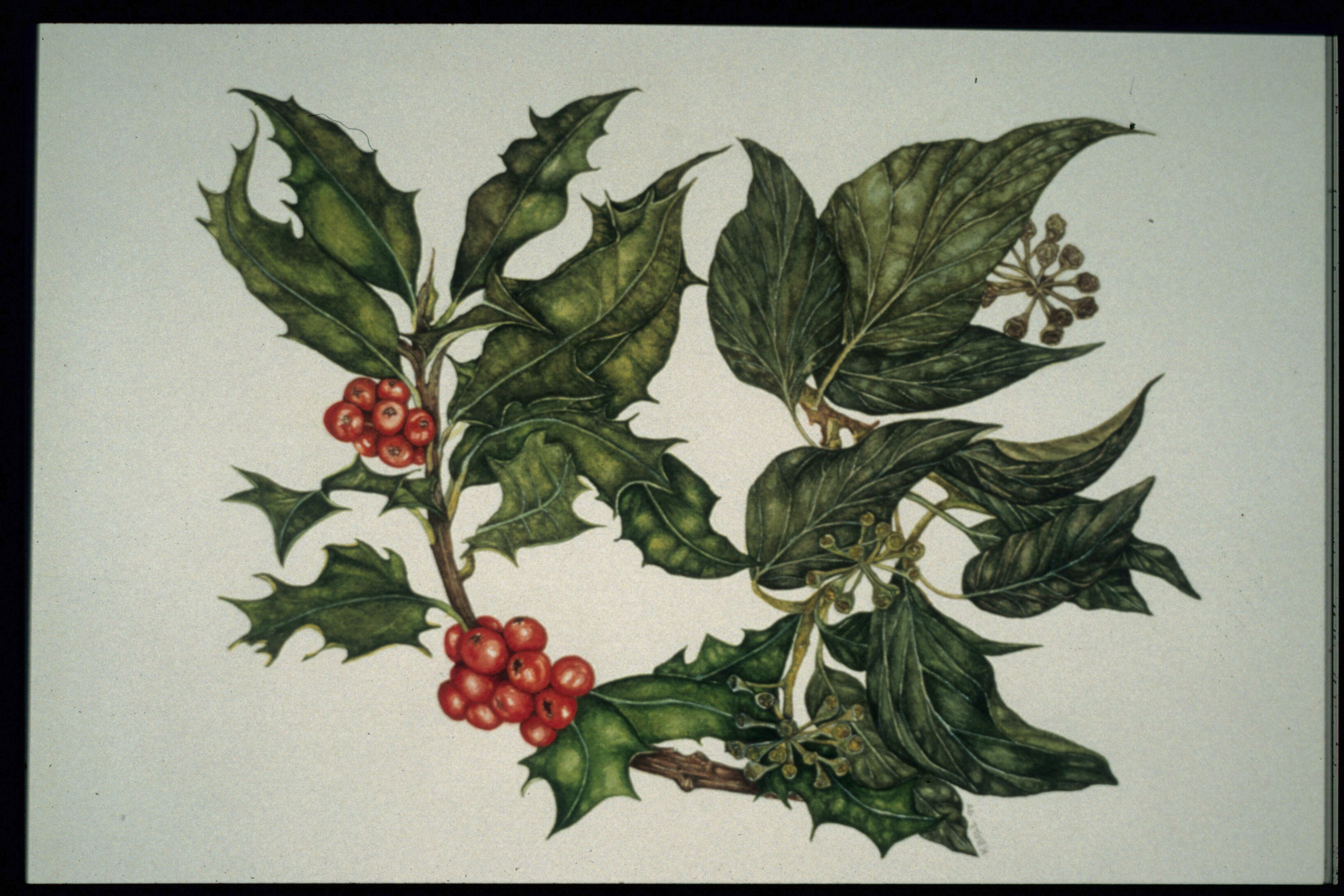 Ilex aquifolium (Holly) Hedera helix (Ivy) | Wellcome Collection