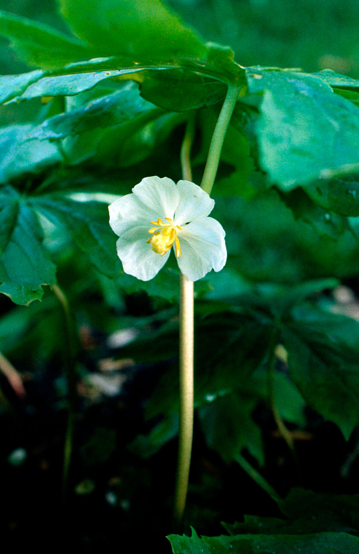 Podophyllum peltatum… | Wellcome Collection