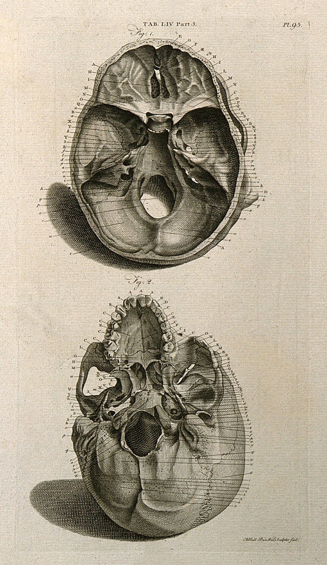Base of the skull: internal surface (above) and external surface (below ...