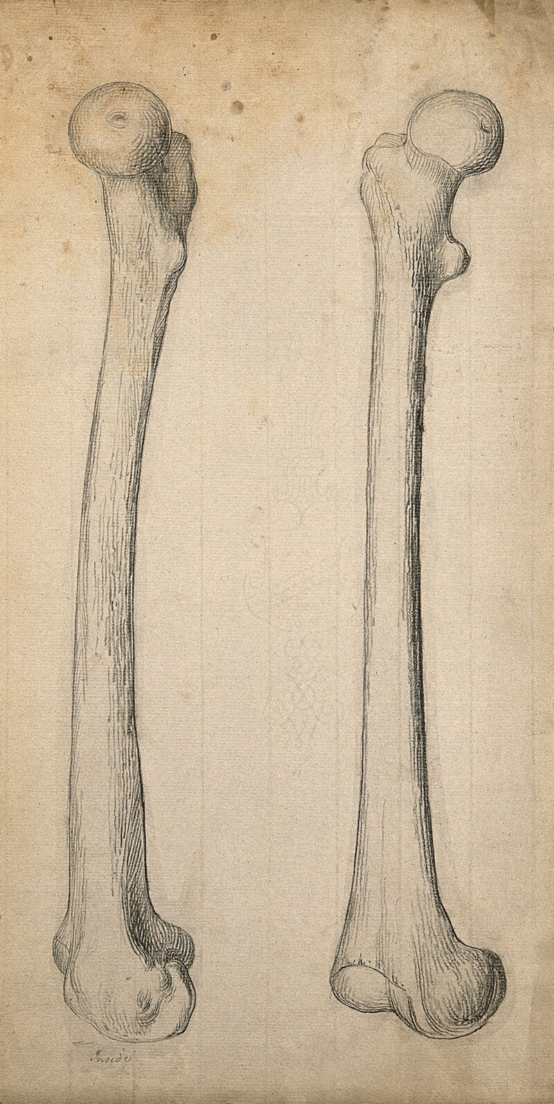 Right Femur thigh bone Left Side View Two Figures Pencil Drawing Right Femur thigh bone Left Side View Two Figures Pencil Drawing