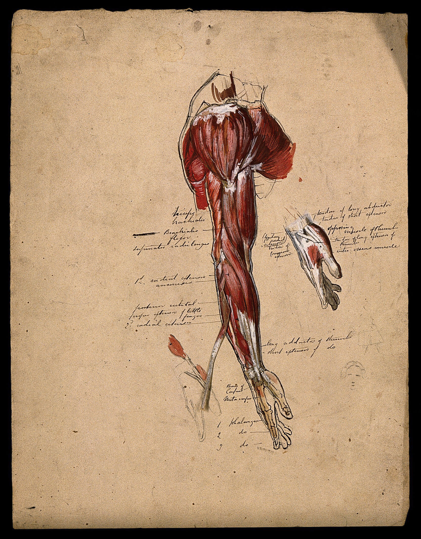 Hand Side View Drawing