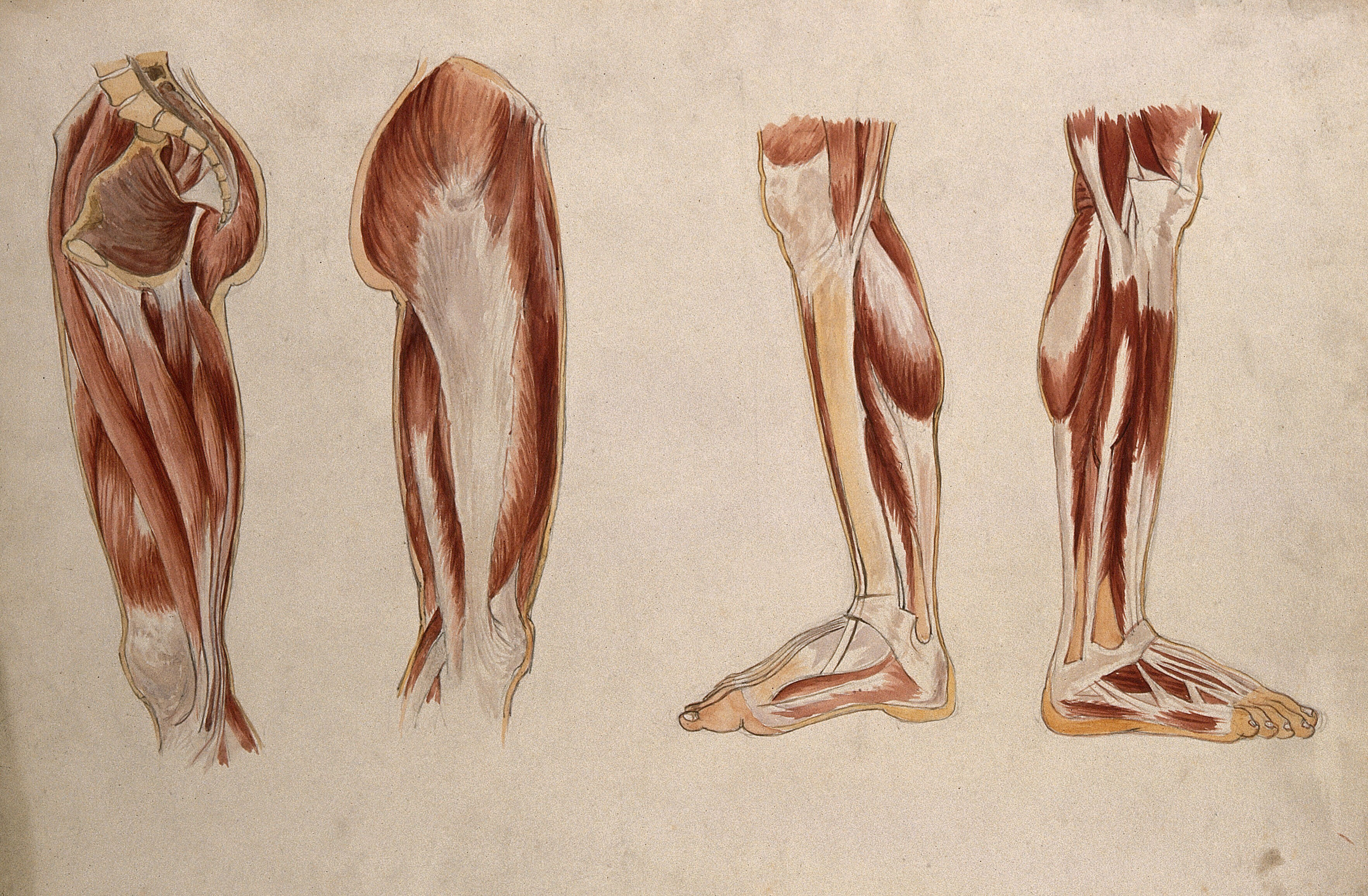 Muscles of the leg and foot: four écorché figures. Watercolour by A ...