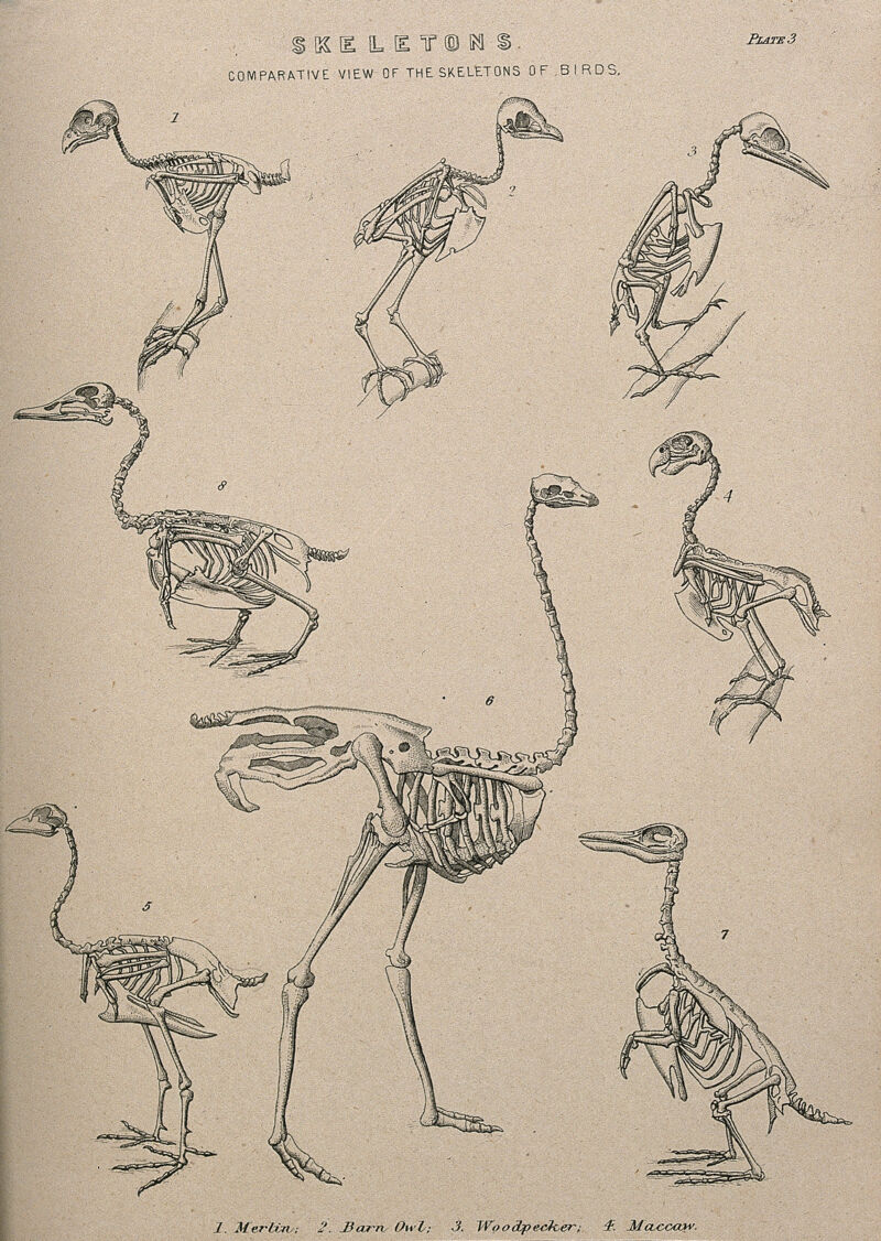 Skeletons of eight species of bird including a pigeon hawk (merlin), a ...