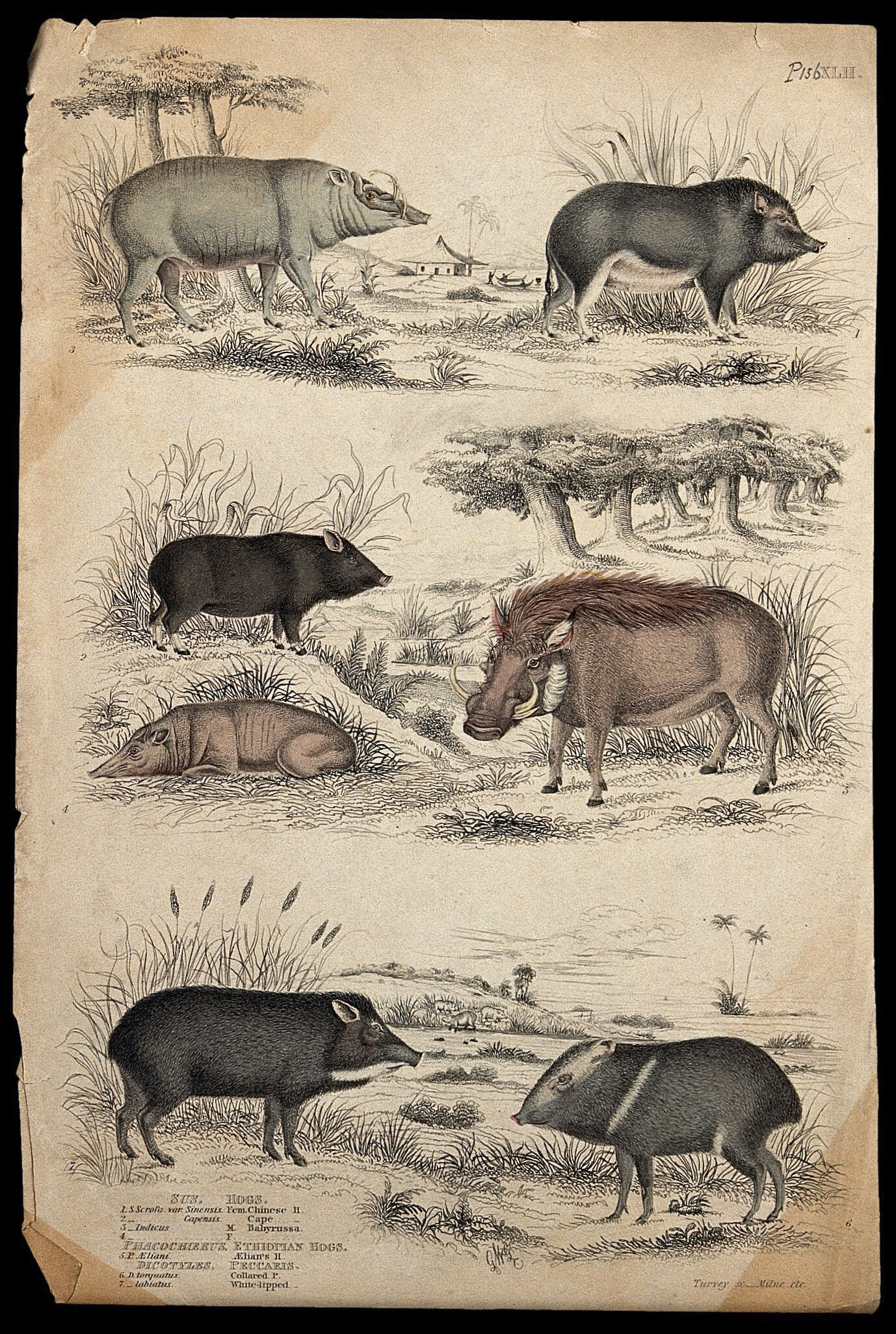Seven different specimen of the family Suidae (pigs) shown in their ...