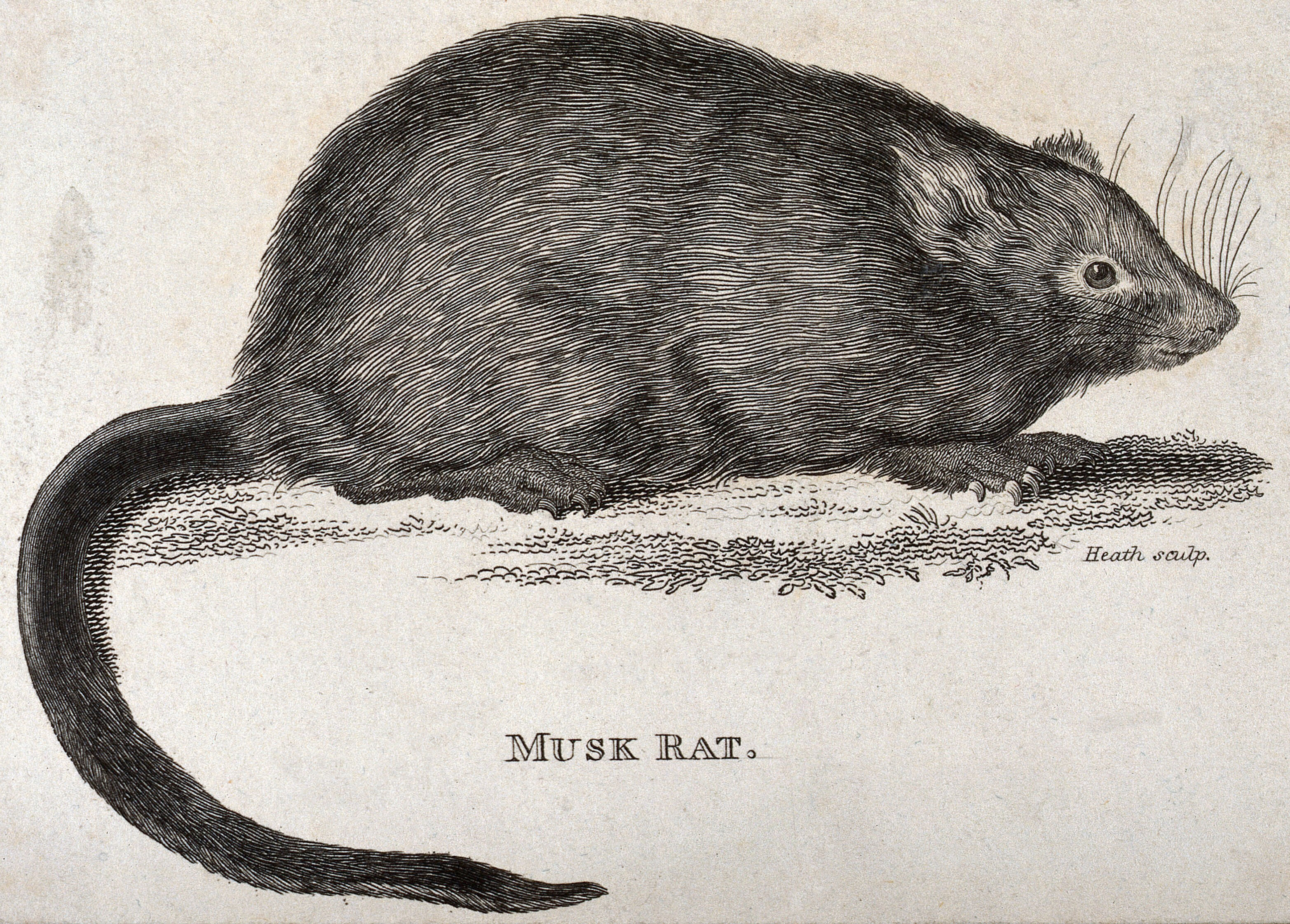 A musk rat. Etching by Heath. | Wellcome Collection