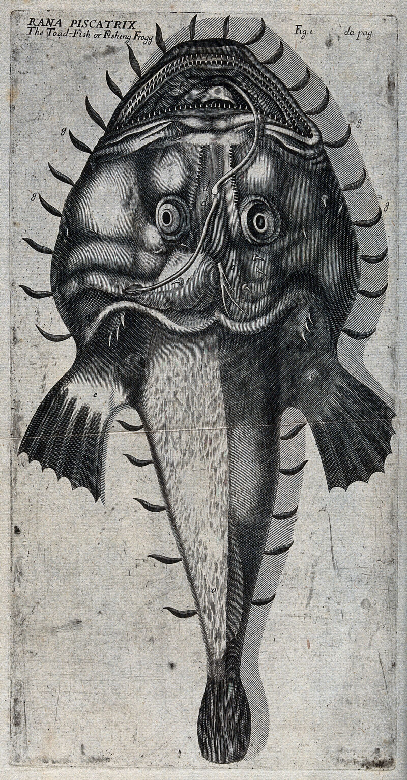 A toad-fish. Engraving. | Wellcome Collection